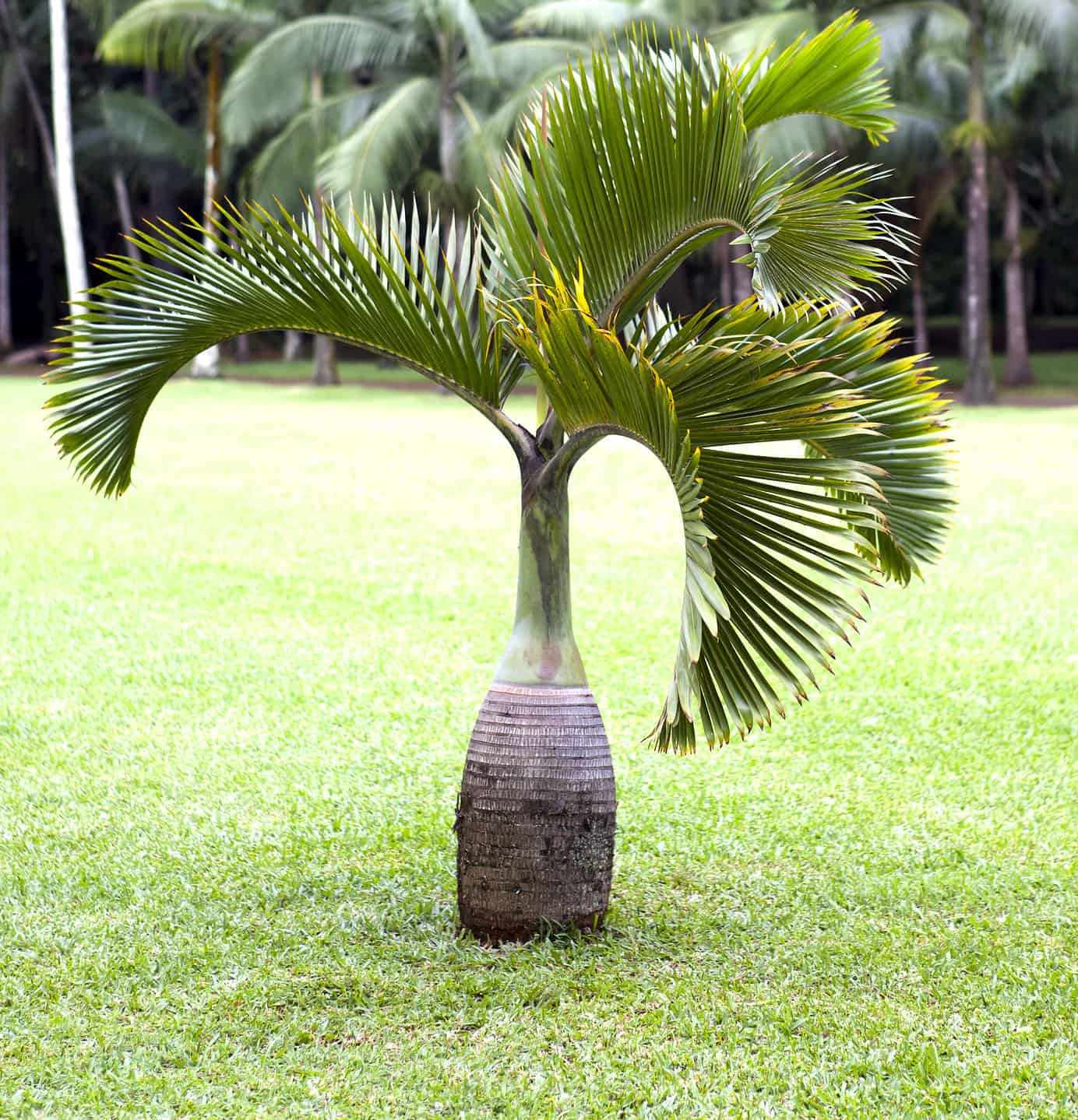 Bottle Palm Tree - A-Z Animals