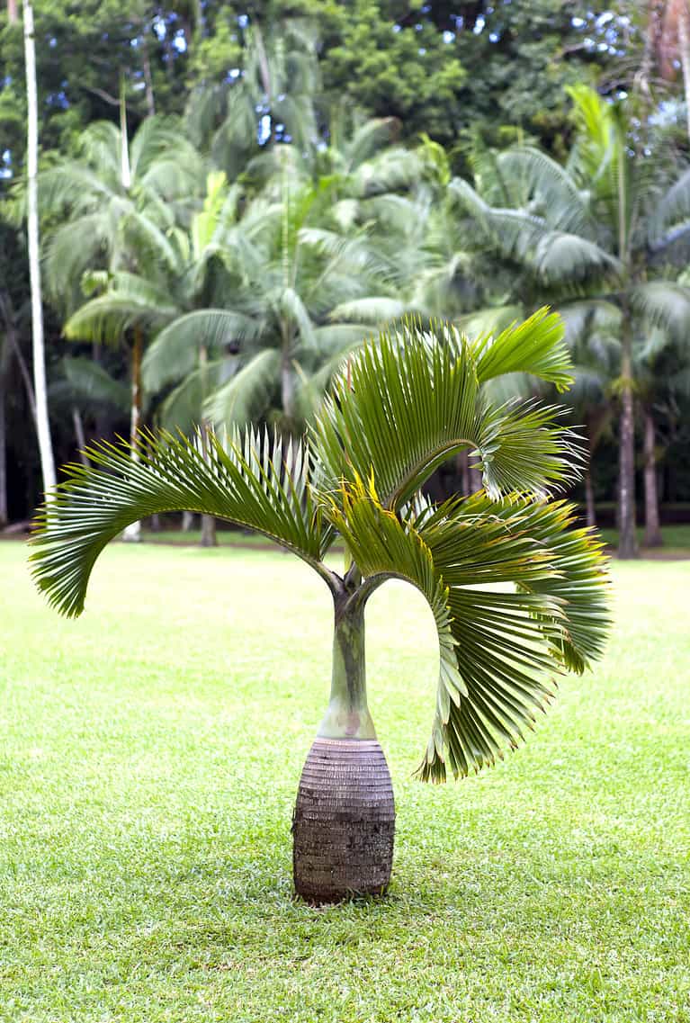 Bottle Palm Tree - A-Z Animals