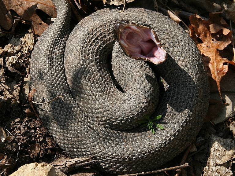 6 Black Snakes in Kansas - A-Z Animals