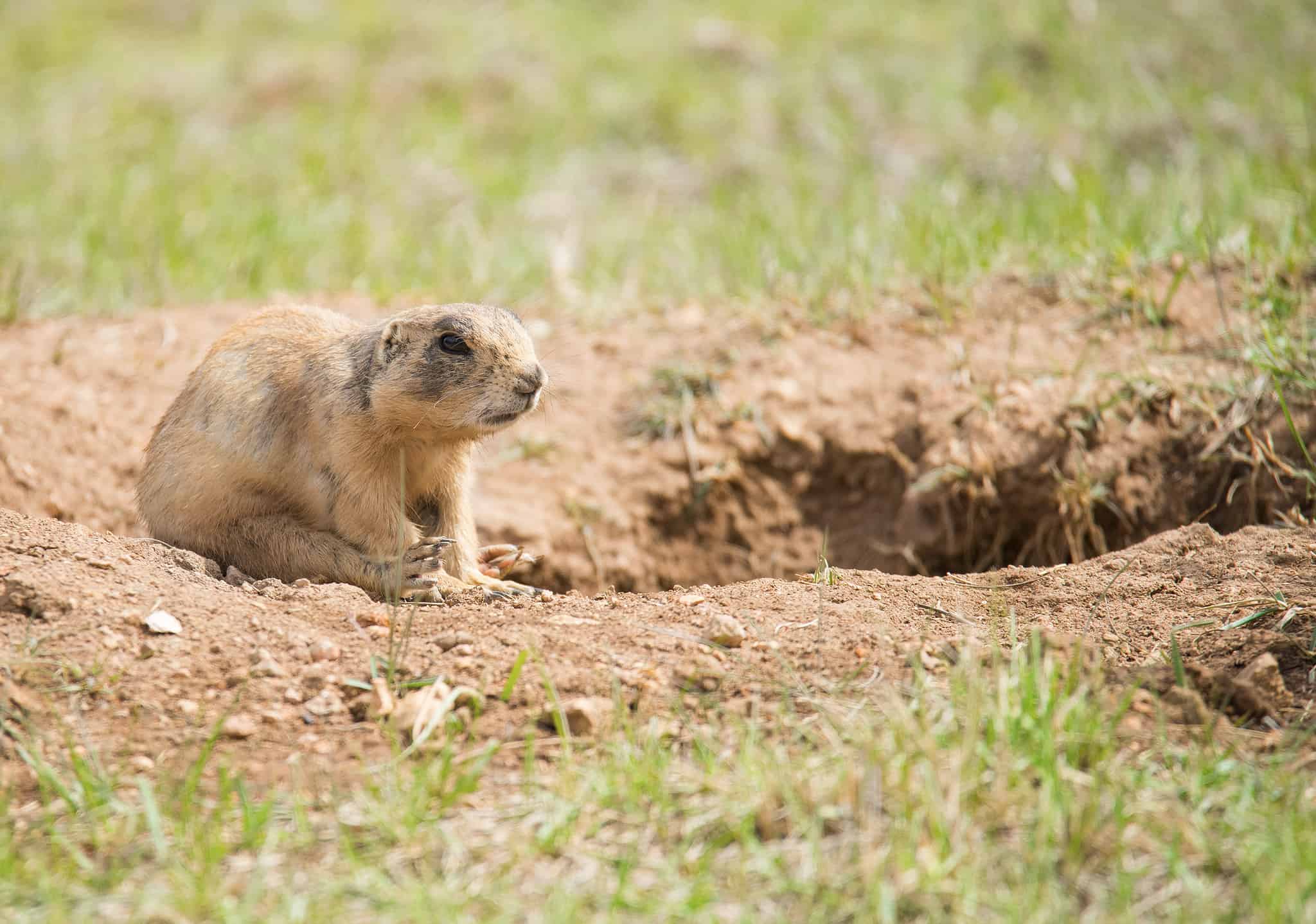 Chipmunks' Unique Adaptations: Stripes, Cheek Pouches, and More - A-Z ...