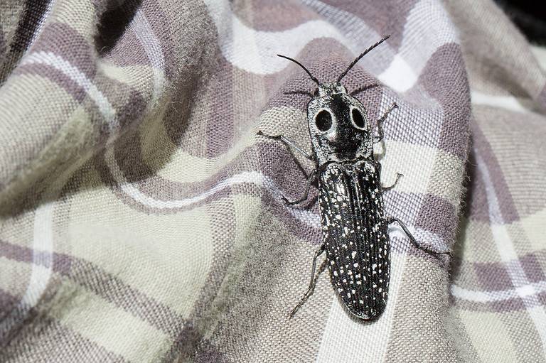 Discover 10 Types of Gray Beetles - A-Z Animals