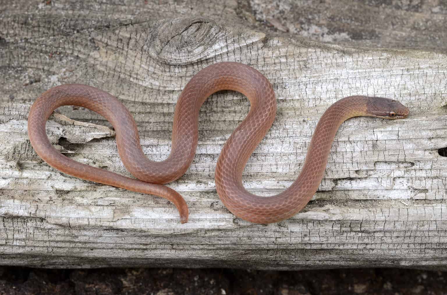 These Are the 12 Brown Snakes Slithering Around South Carolina - A-Z ...