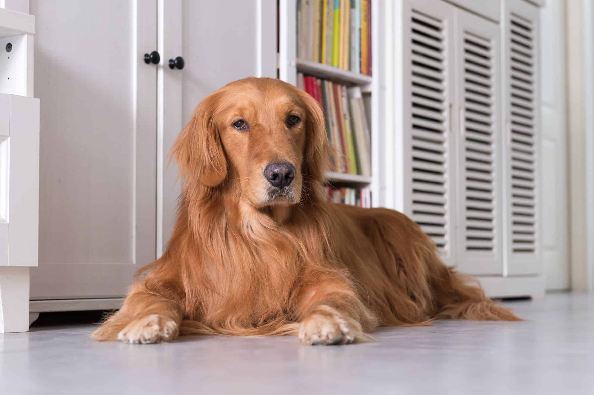 Danh sách chó Golden Retriever tốt nhất ⋆ Cá cảnh mini