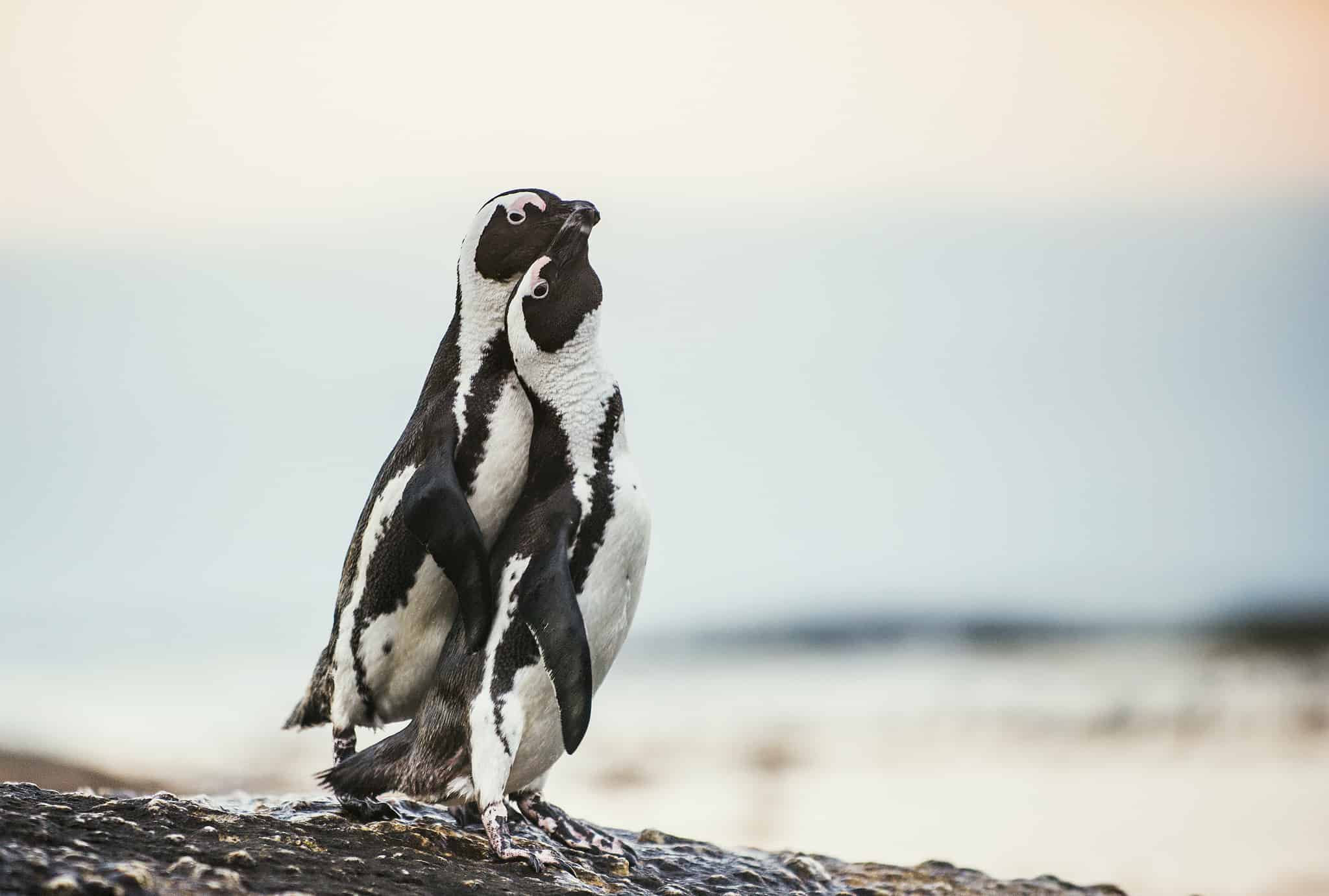 Discover 5 of the Countries and Regions Where Most Penguins Live - A-Z ...