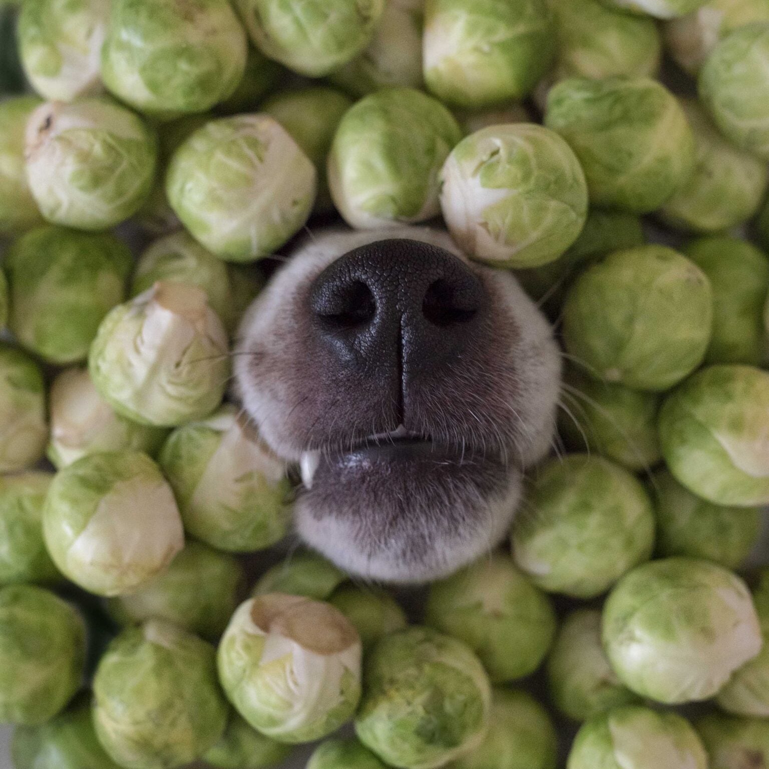 11 Vegetables That Are Safe For Dogs To Eat - A-Z Animals
