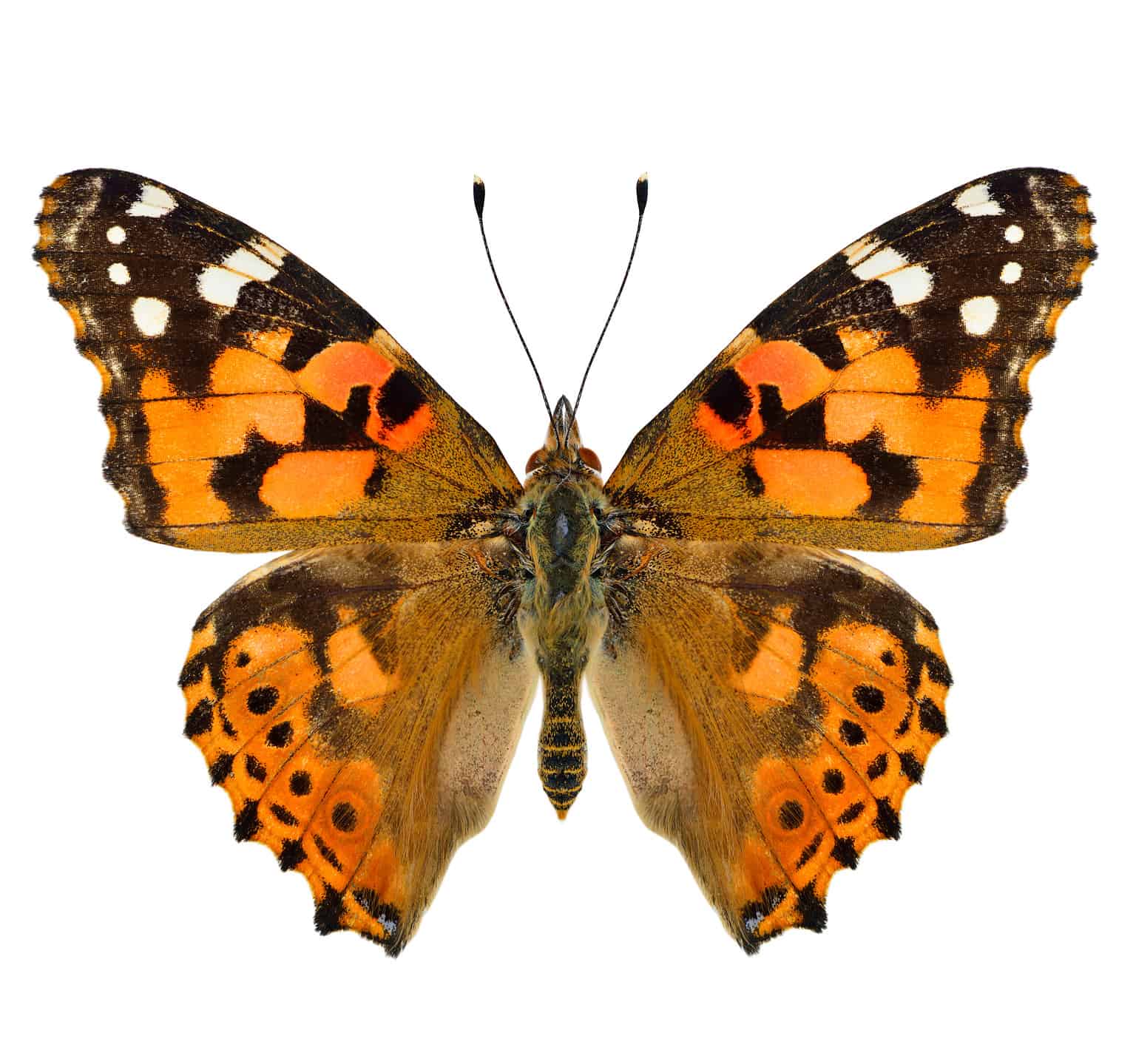 The 7 Different Types of Insects - A-Z Animals