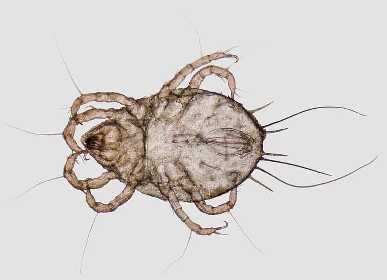 Eek! Discover 3 Bugs That Survive In and Under Human Skin - A-Z Animals