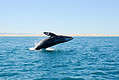 types of baleen whales every species of baleen whale in the world