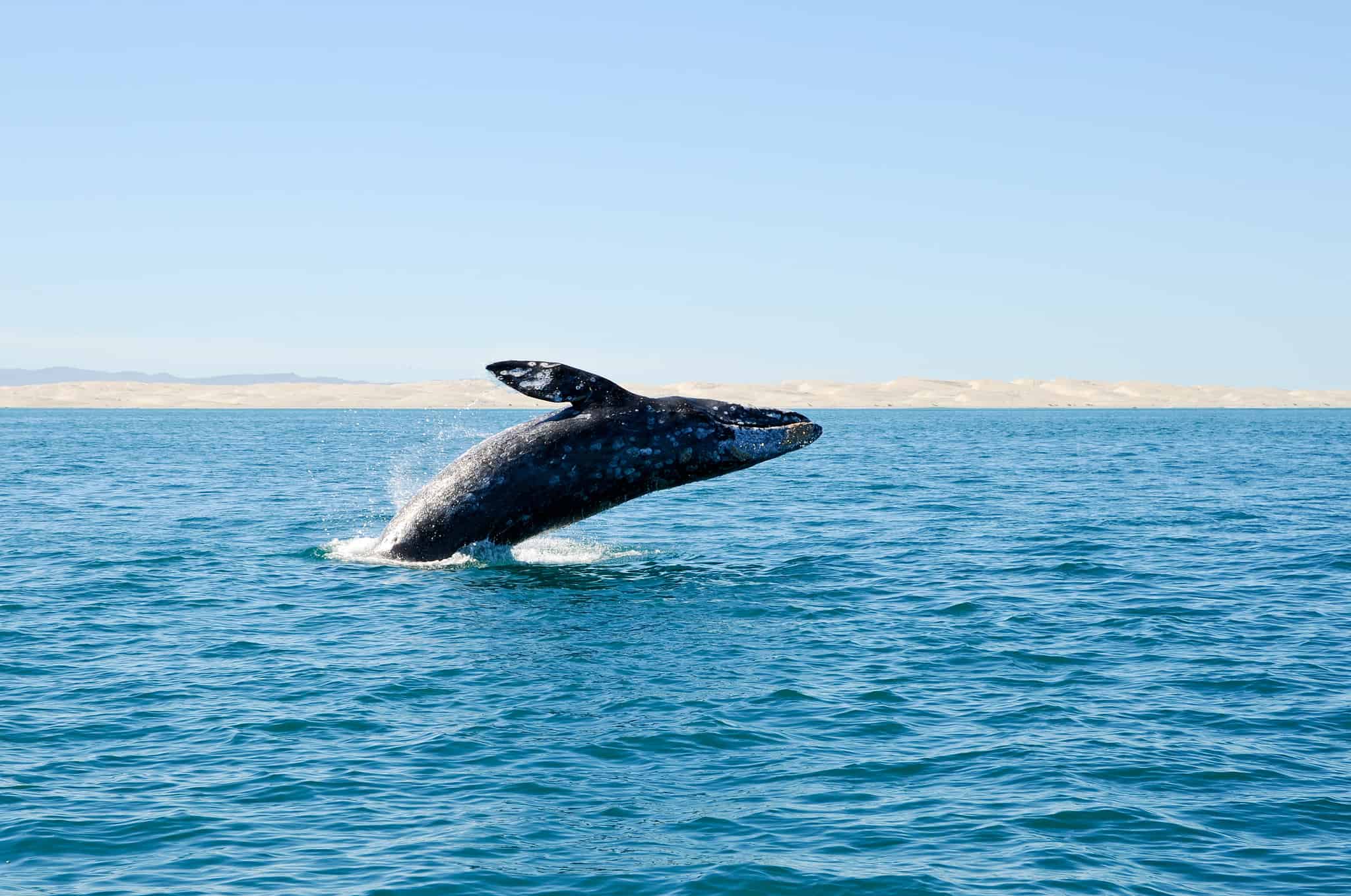 How Do Whales Manage to Sleep Without Drowning? - A-Z Animals