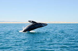 types of baleen whales every species of baleen whale in the world