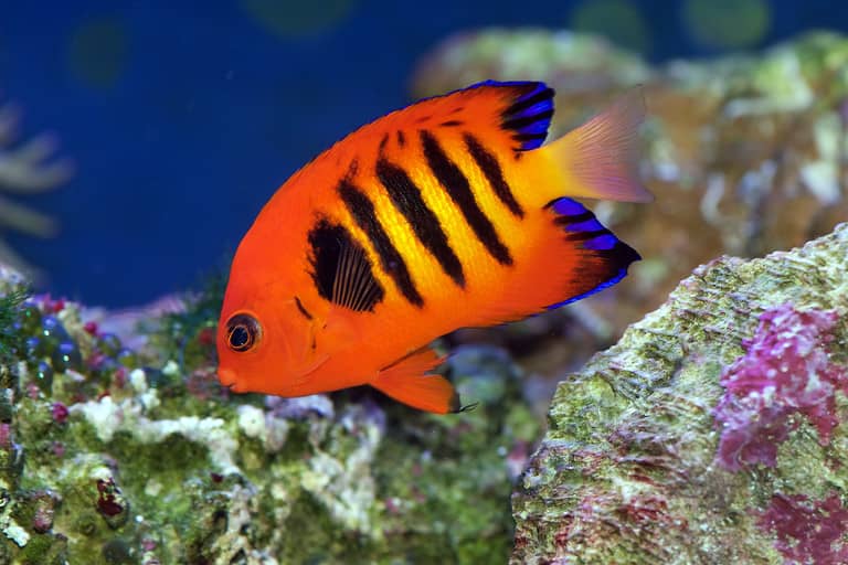 The 17 Most Colorful Saltwater Fish - A-Z Animals