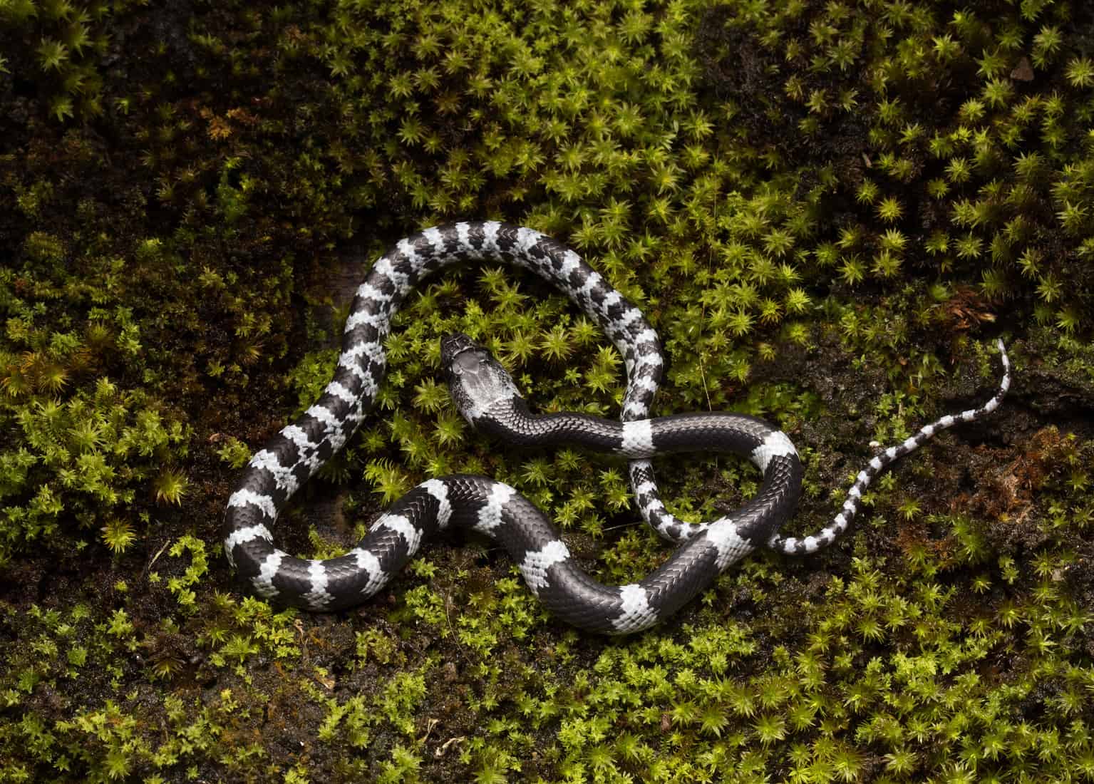 Discover 9 Black and White Snakes: Types and Where They Live - A-Z Animals