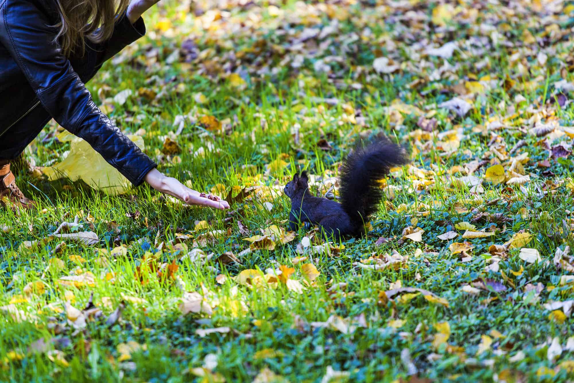 What Causes Black Squirrels and How Rare Are They? - A-Z Animals