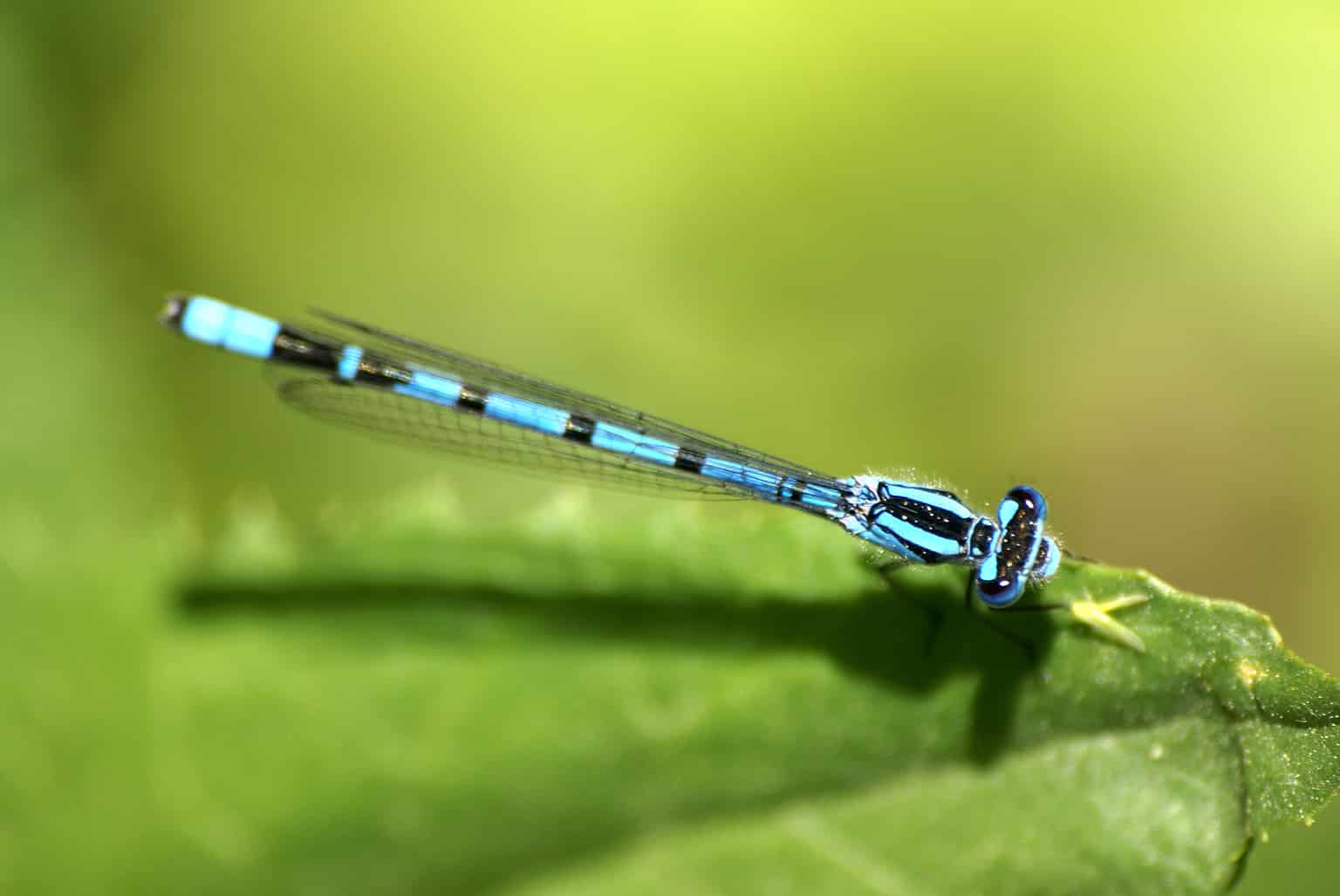 Discover the 6 Official State Animals of Nevada - A-Z Animals