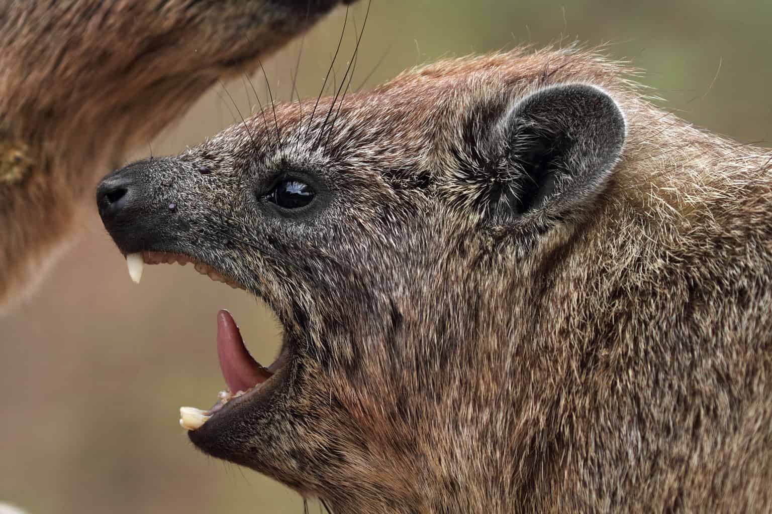 Rock Hyrax Animal Facts - Procavia capensis - A-Z Animals