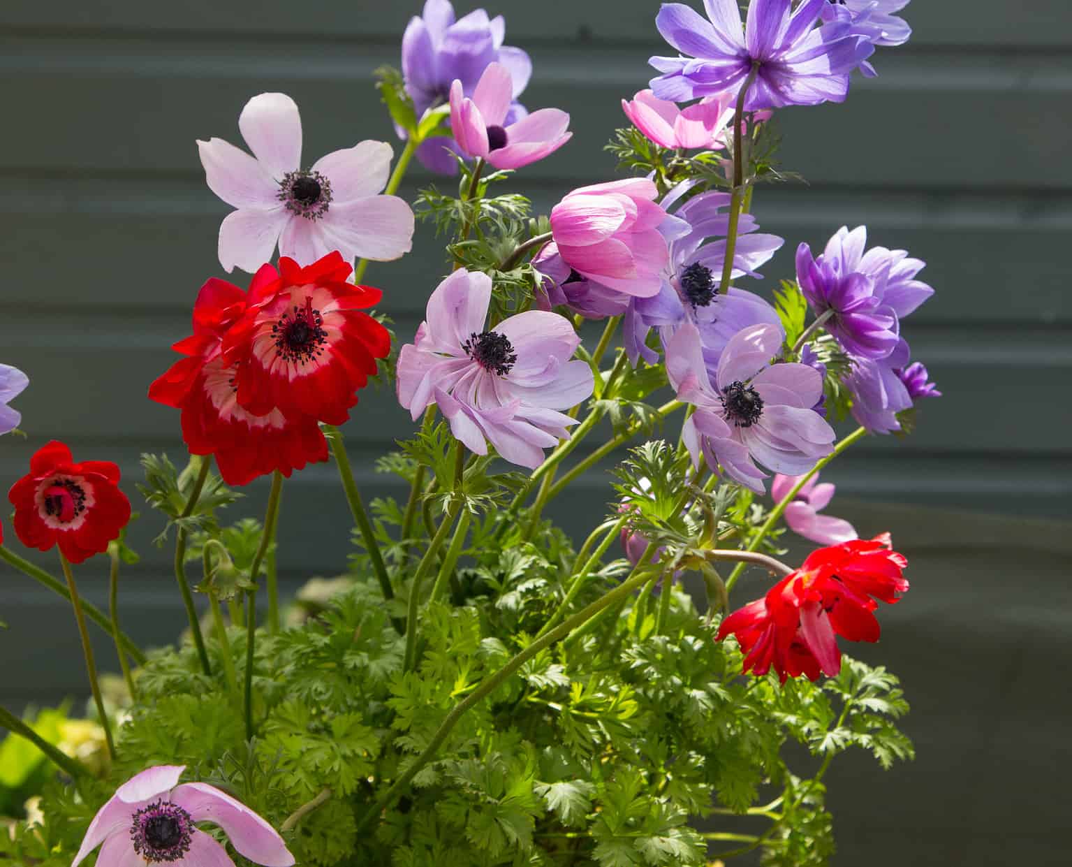 13 Types Of Red Anemones
