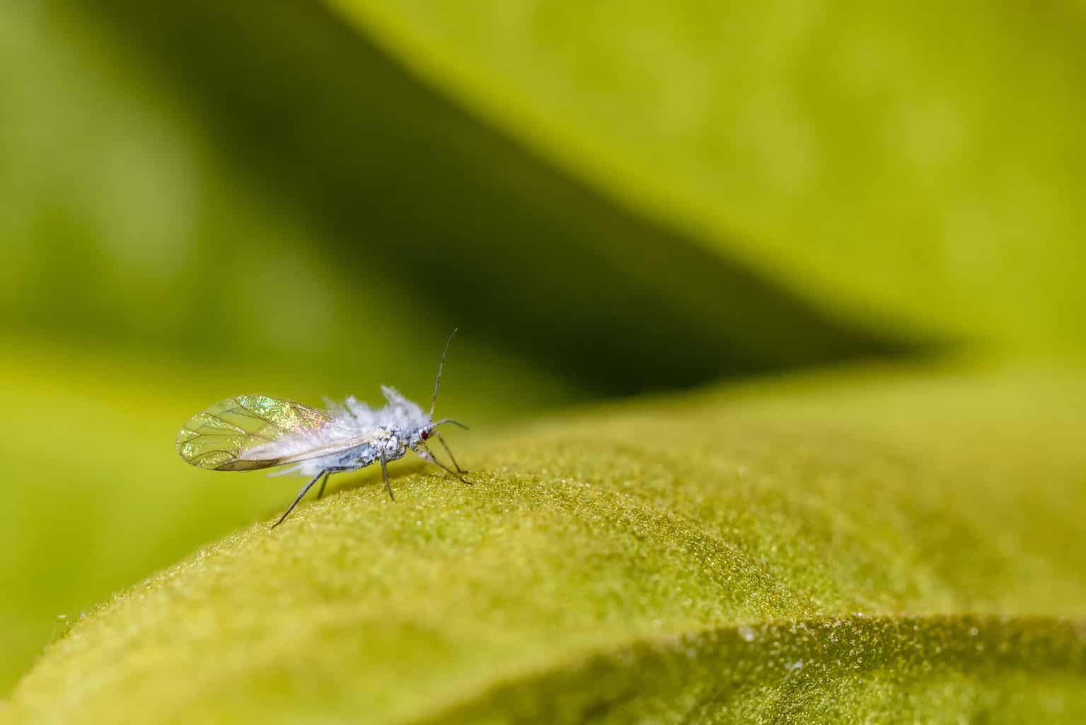 9 Commonly Found Little Bugs That Look Like Lint or Dust - A-Z Animals