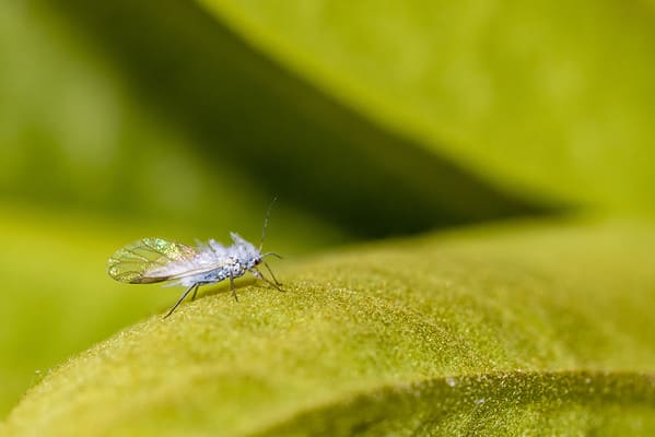 9 Commonly Found Little Bugs That Look Like Lint or Dust - A-Z Animals