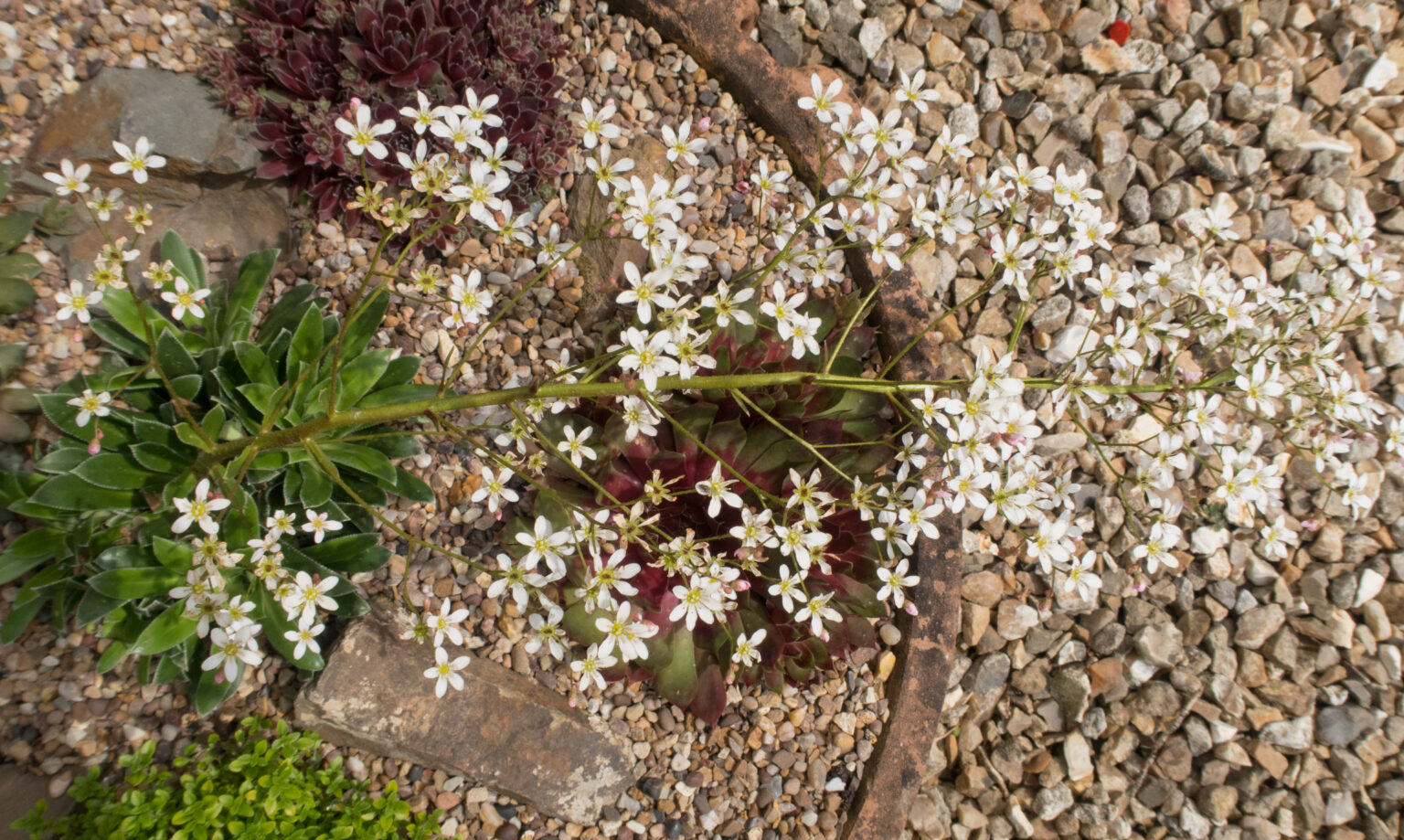 Discover the National Flower of Norway: The Pyramidal Saxifrage - A-Z ...