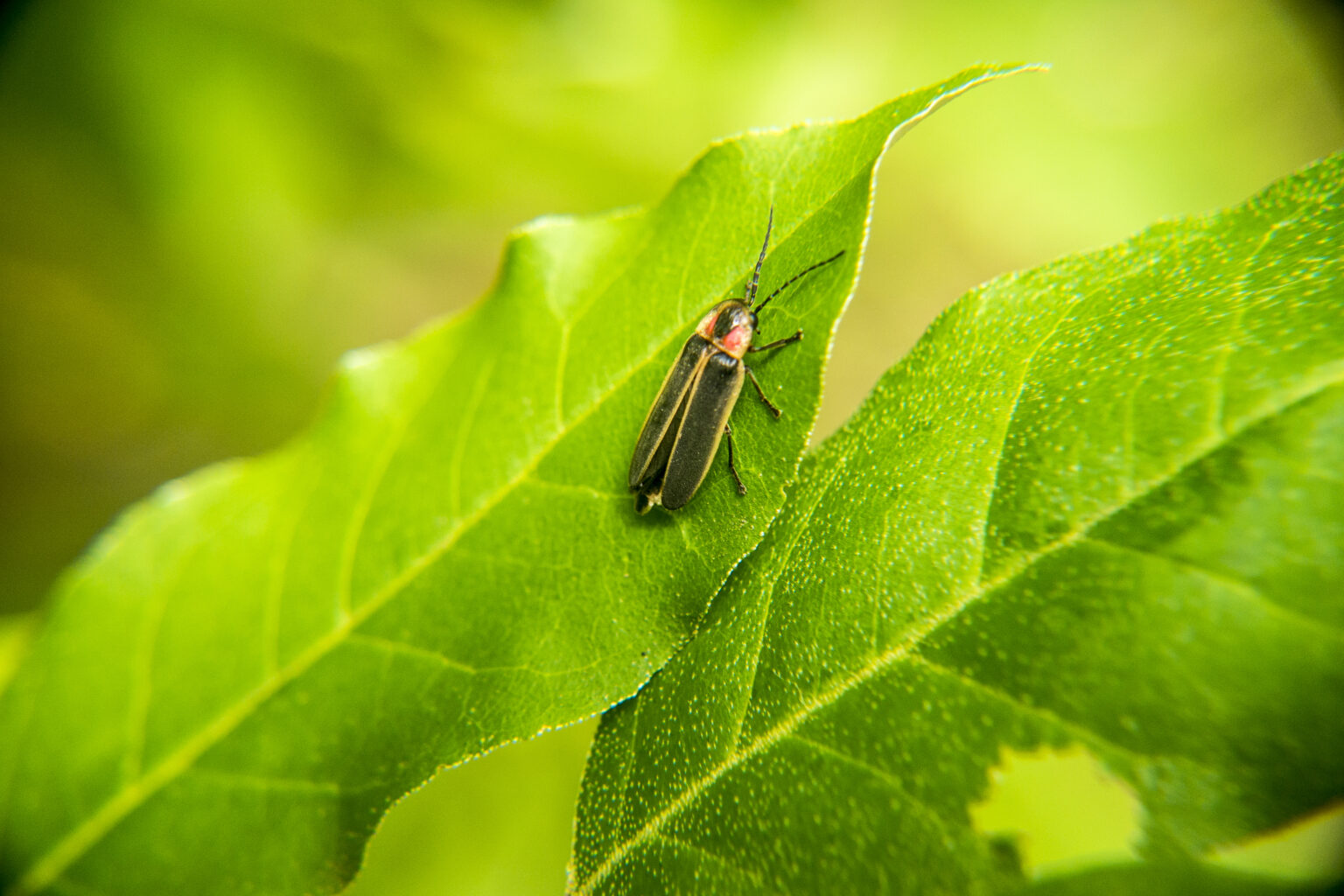 Ten Beetles Native to Virginia - A-Z Animals