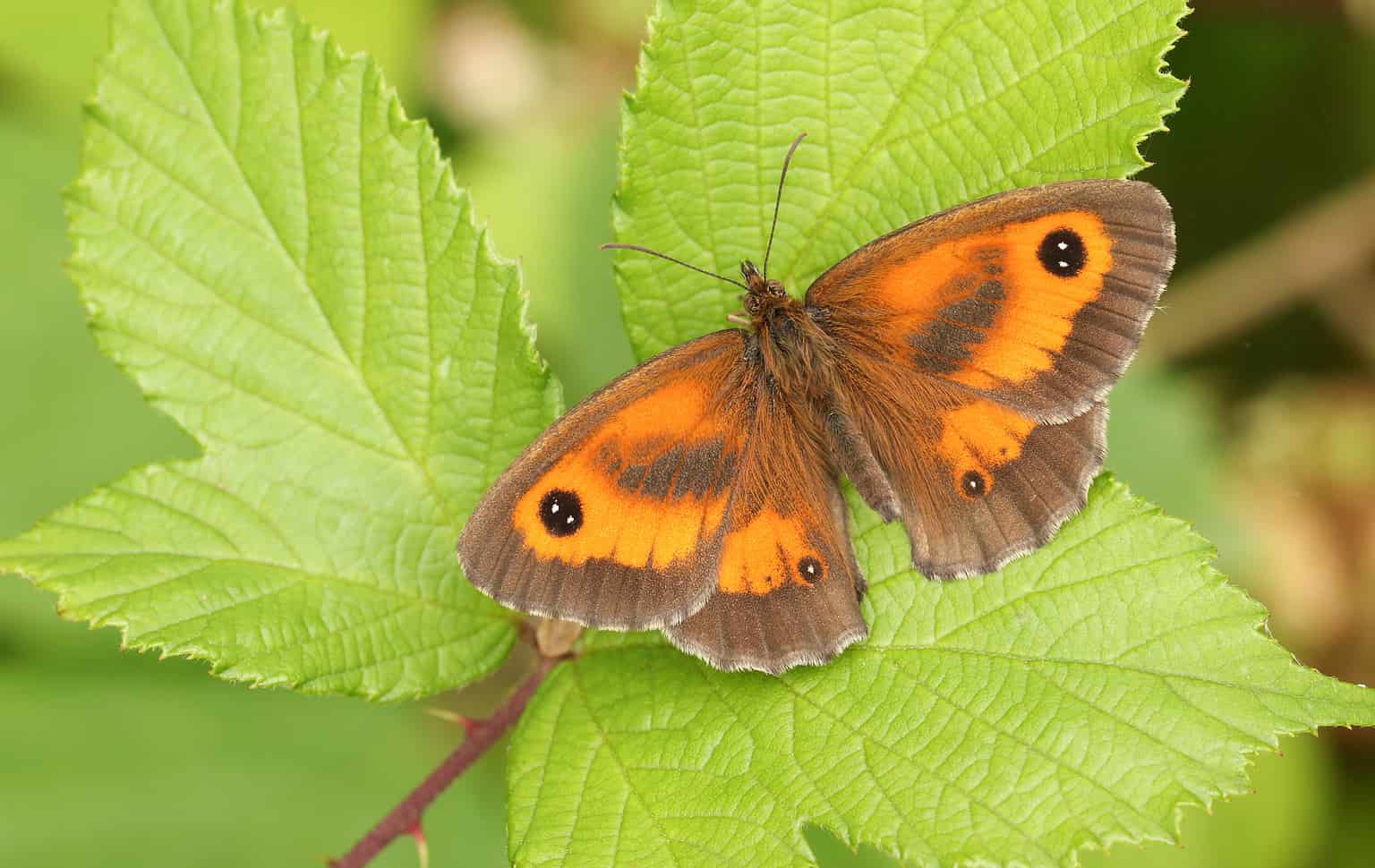 12 Types of Orange Butterflies with Pictures and Identification Guide ...