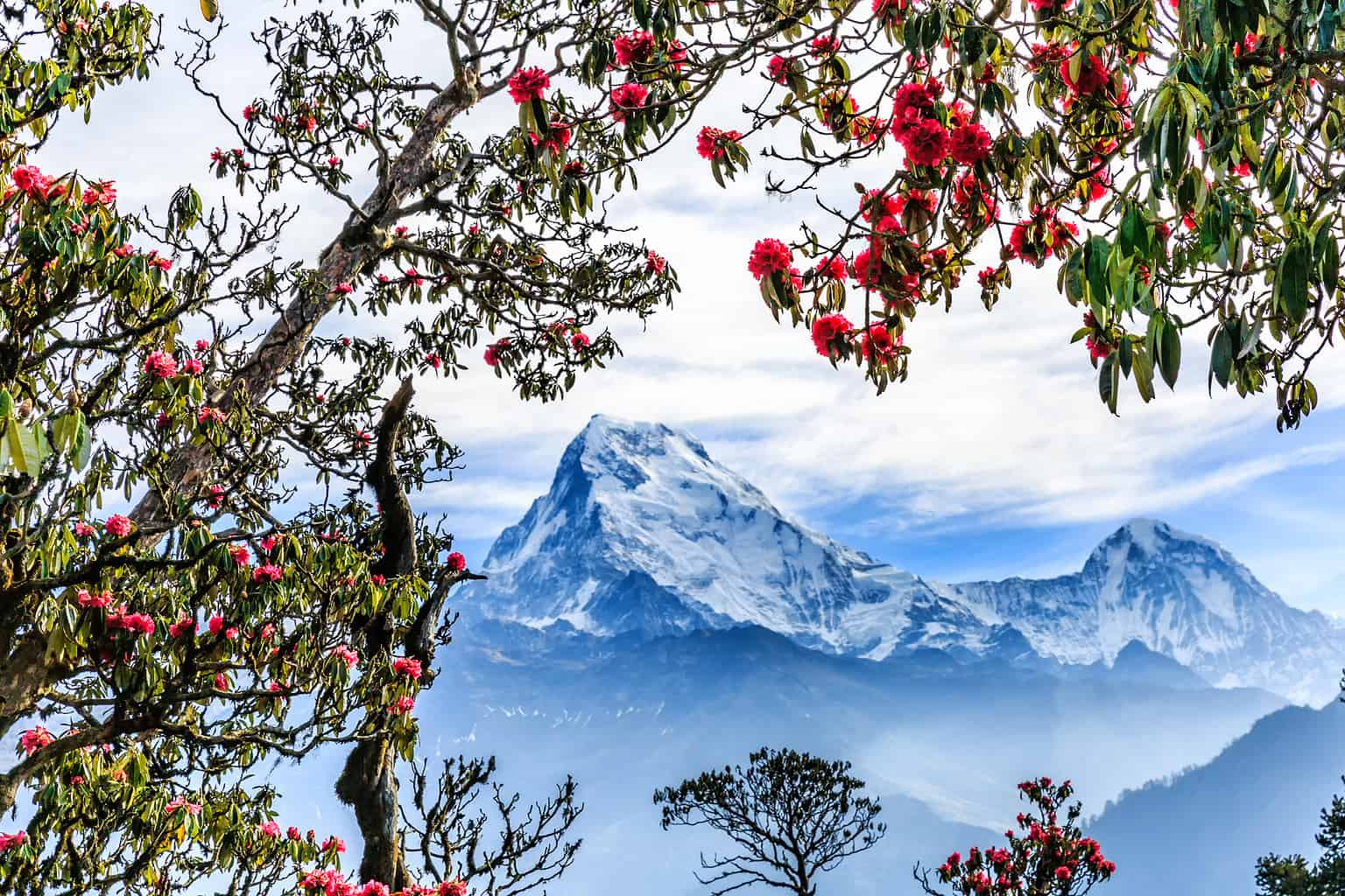 Discover the National Flower of Nepal: Rhododendron Arboreum - AZ Animals