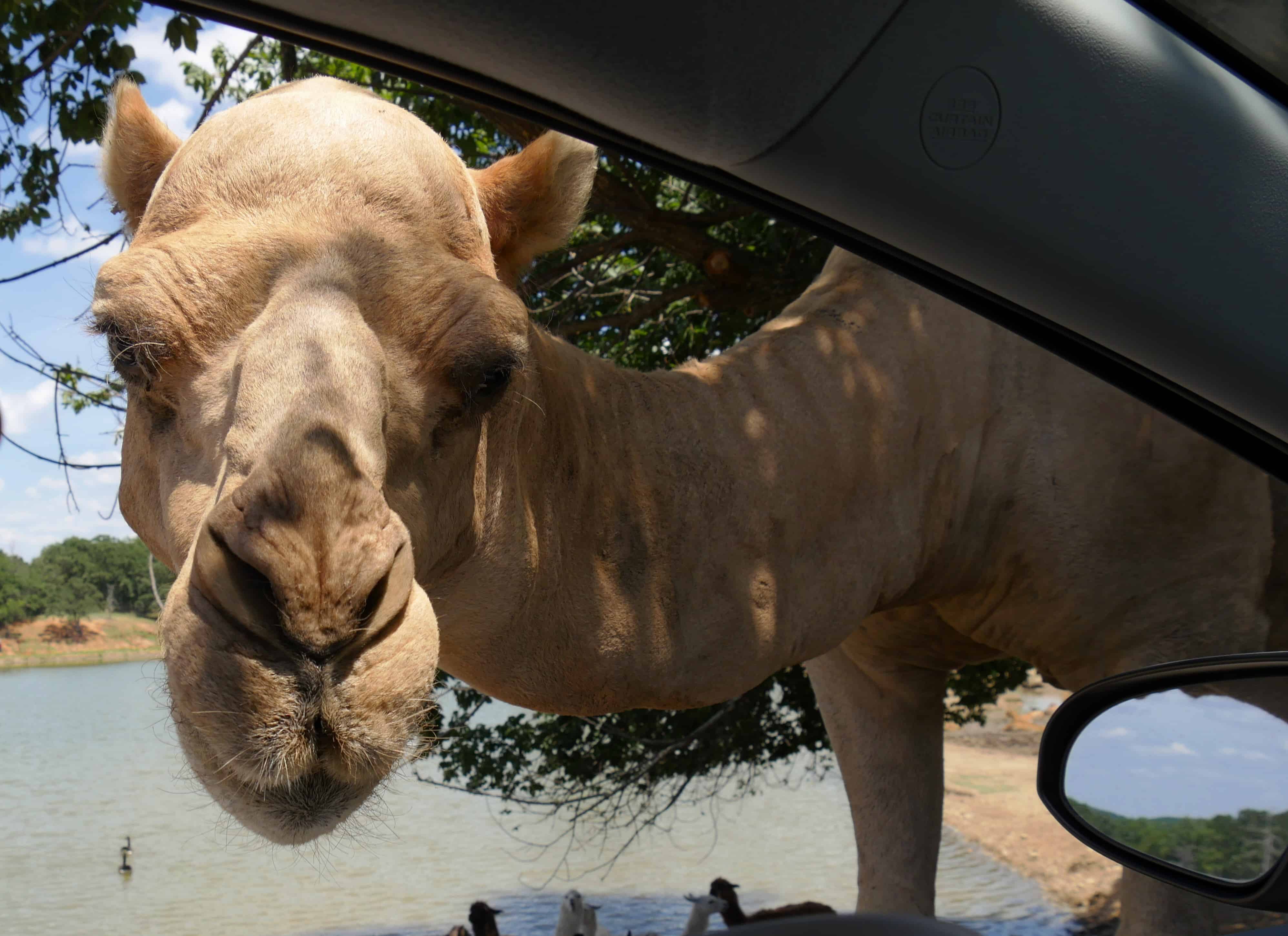 Discover The 6 Best Zoos In Georgia (And The Ideal Time To Visit Each ...