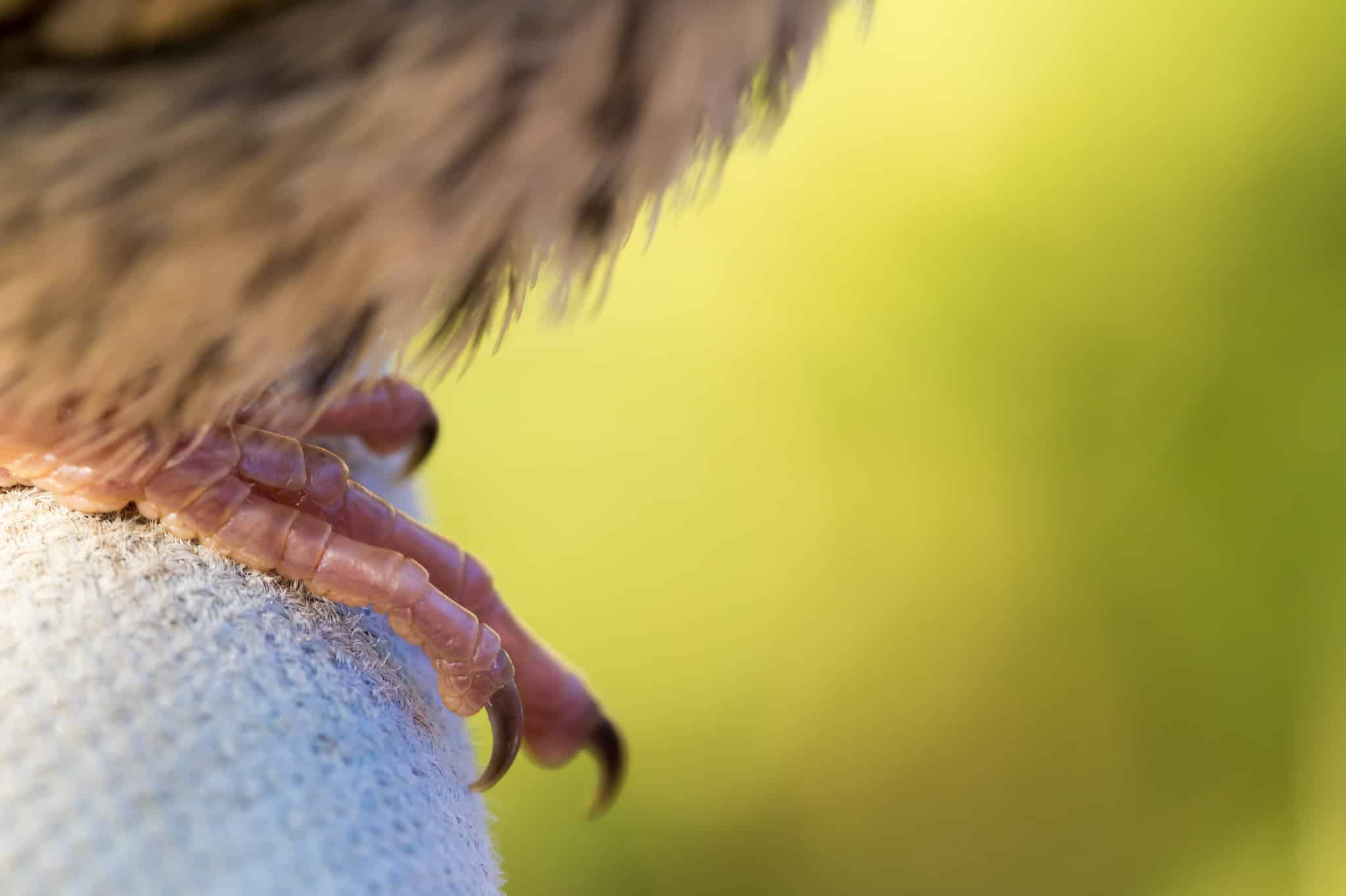 13 Appalachian Cryptids: Appearance, Behavior, and Location - A-Z Animals