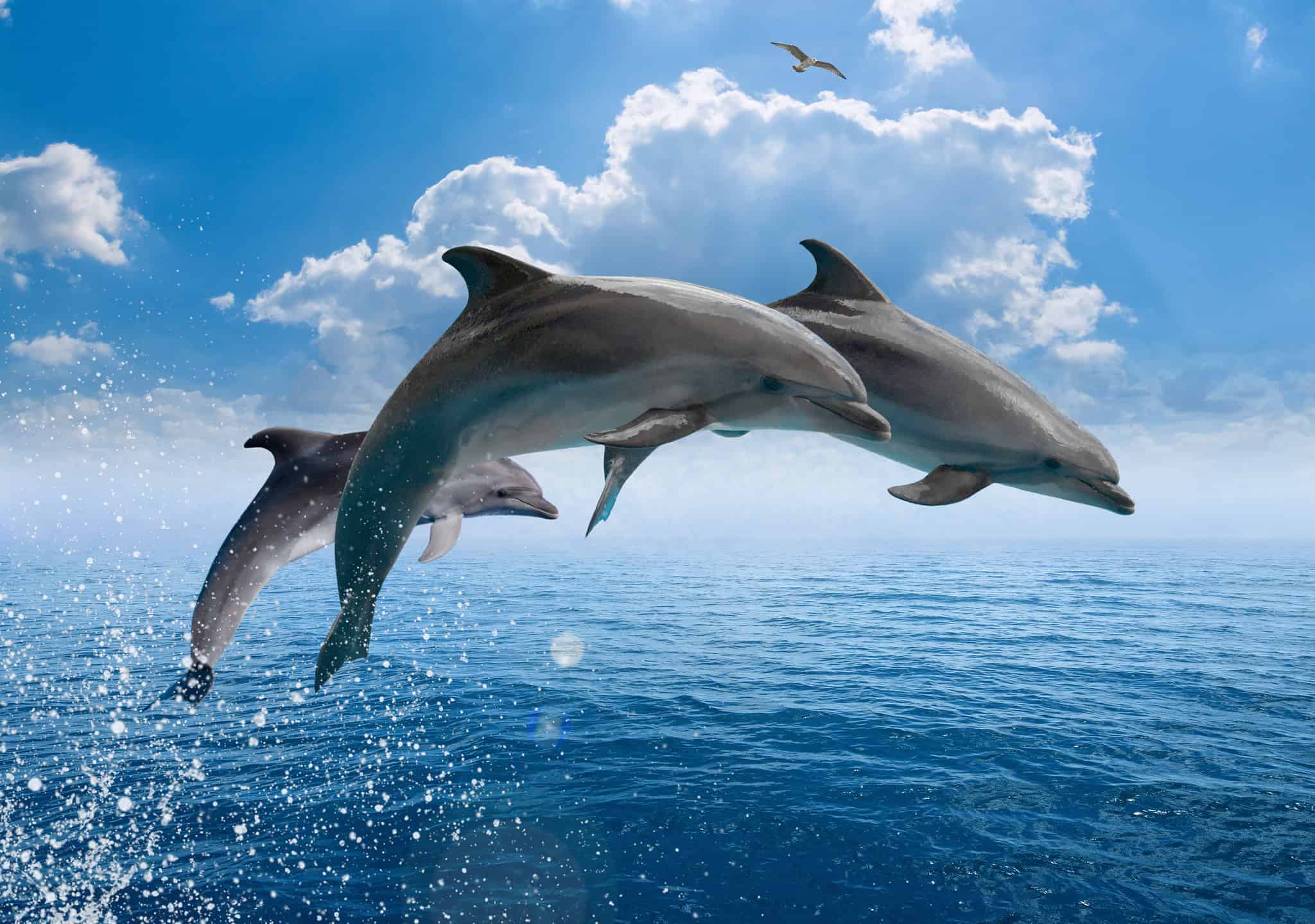 Dolphins' Unique Abilities: From Sleeping with One Eye Open to Long ...
