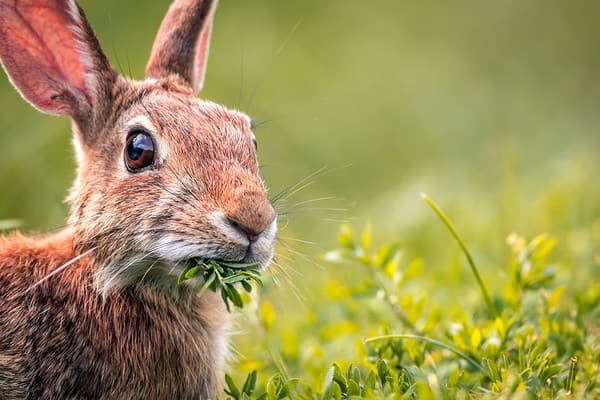 Discover the Most Effective Homemade Rabbit Repellent