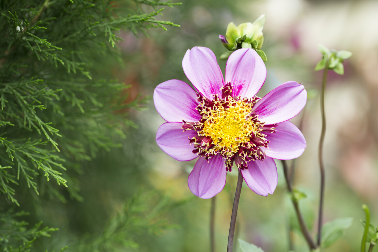 10 Types Of Dahlia Bulbs - A-Z Animals