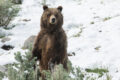 10 Types of Taiga Animals - A-Z Animals