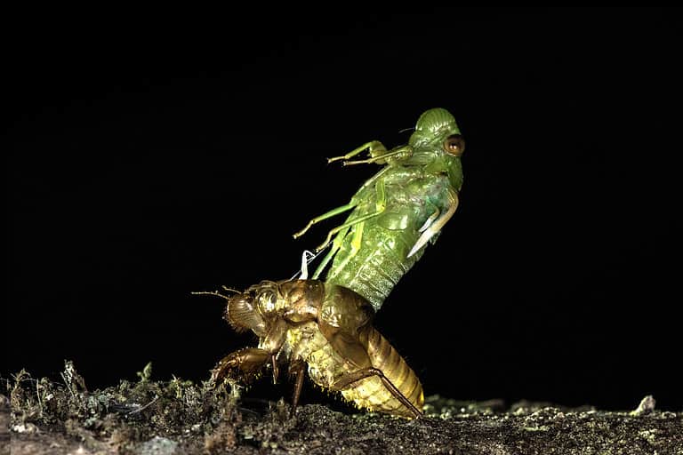 Cicada Animal Facts - Cicadidae - A-Z Animals