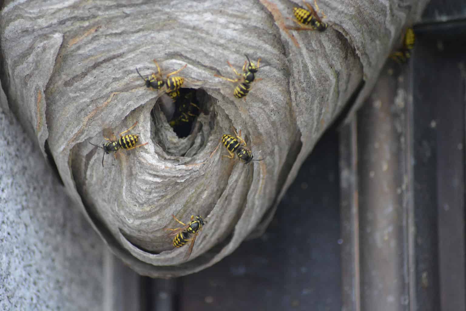4 Types Of Wasps Nests And Their Unique Features - A-Z Animals