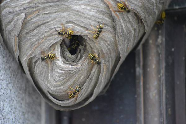 Why You Should NEVER Disturb a Yellowjackets' Nest - A-Z Animals