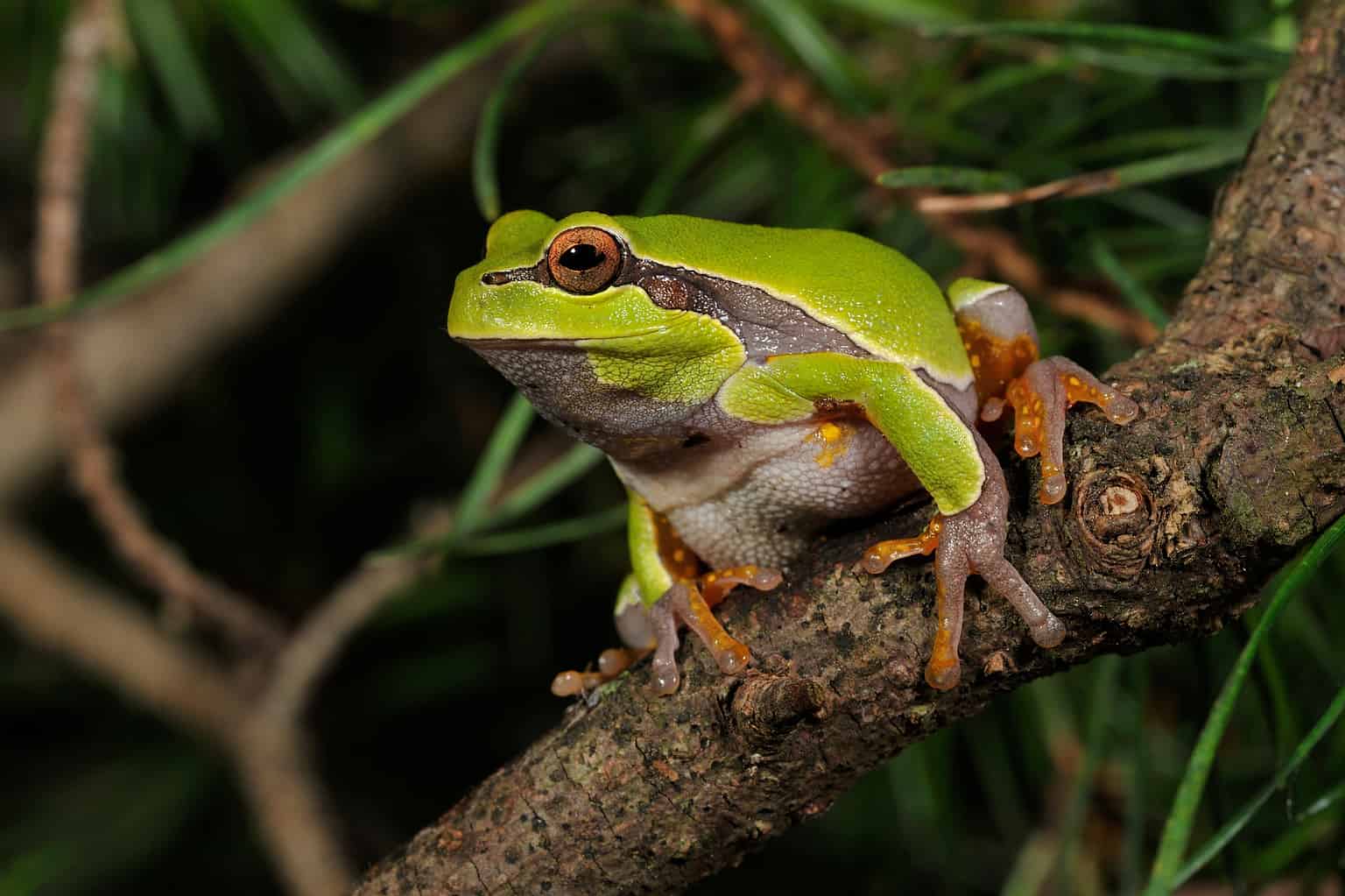 Can Frogs Feel Happy? A Peep Into the Emotional Lives of Frogs