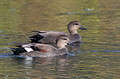 Are Ducks Smart? Everything We Know About Their Intelligence - A-Z Animals