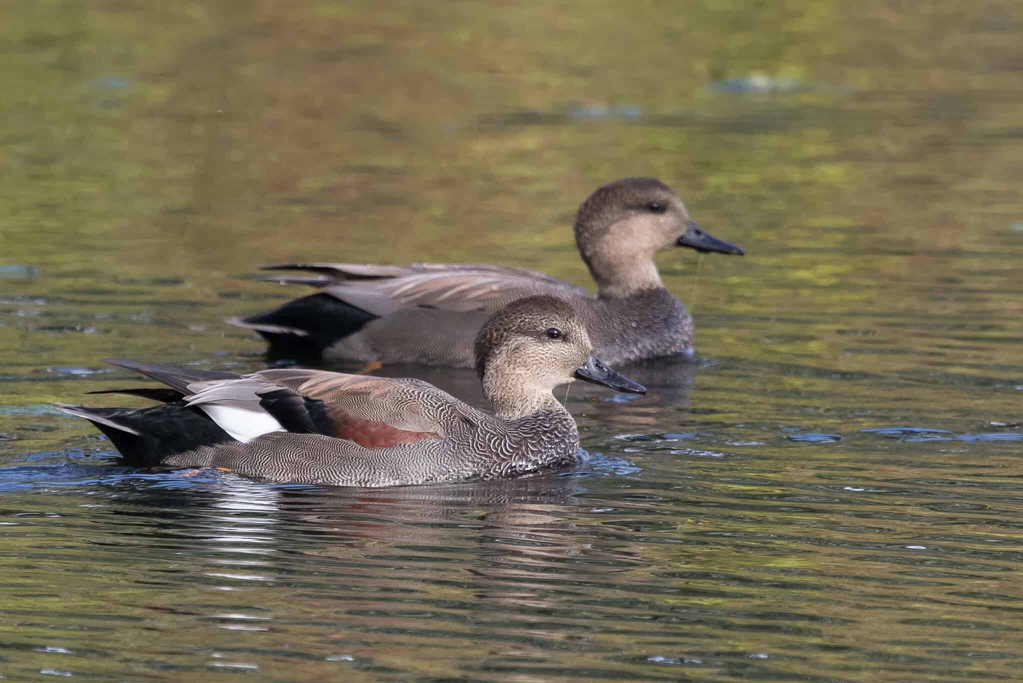 Are Ducks Smart? Everything We Know About Their Intelligence - A-Z Animals