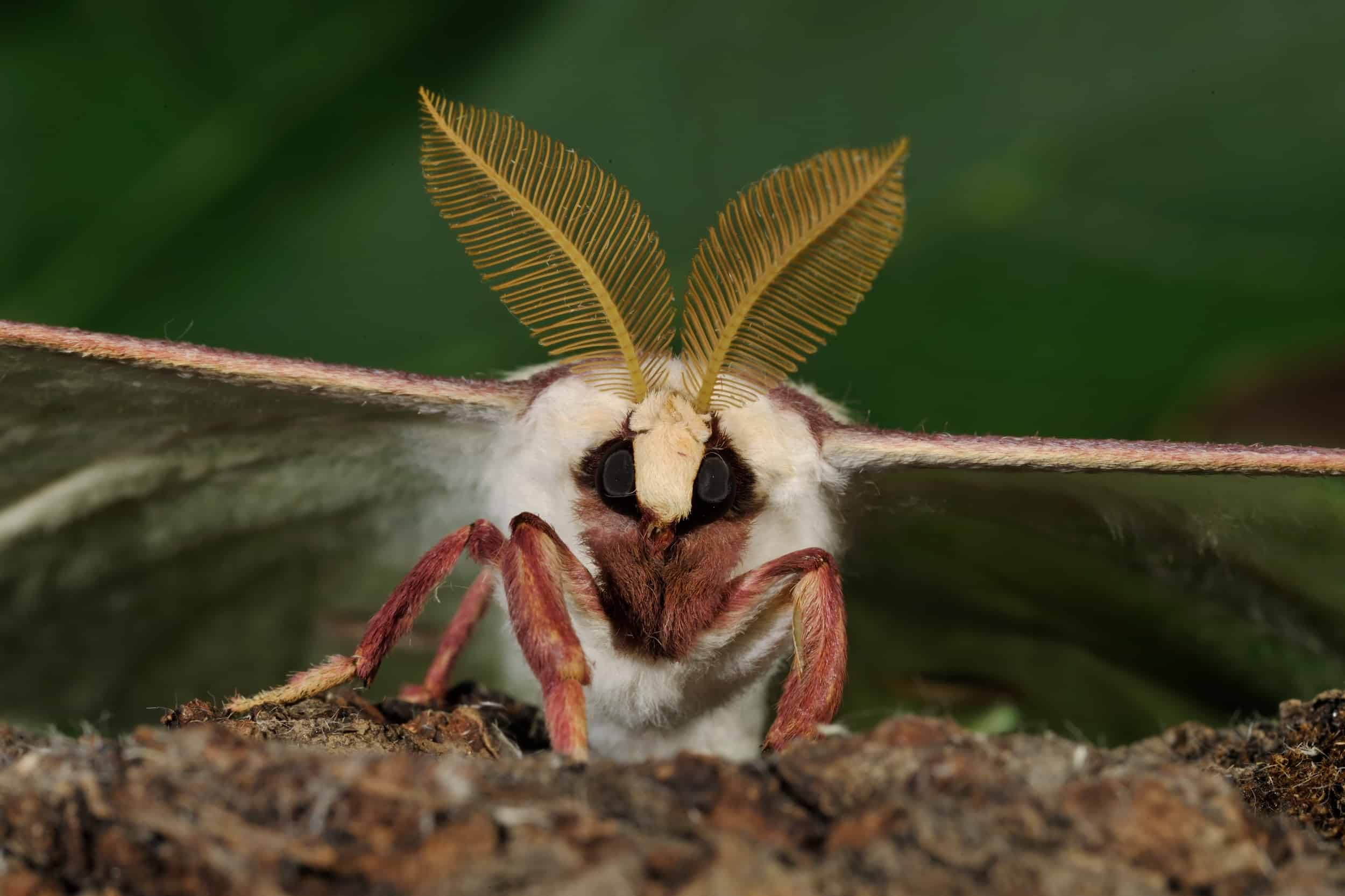 What Do Luna Moths Eat? - A-Z Animals
