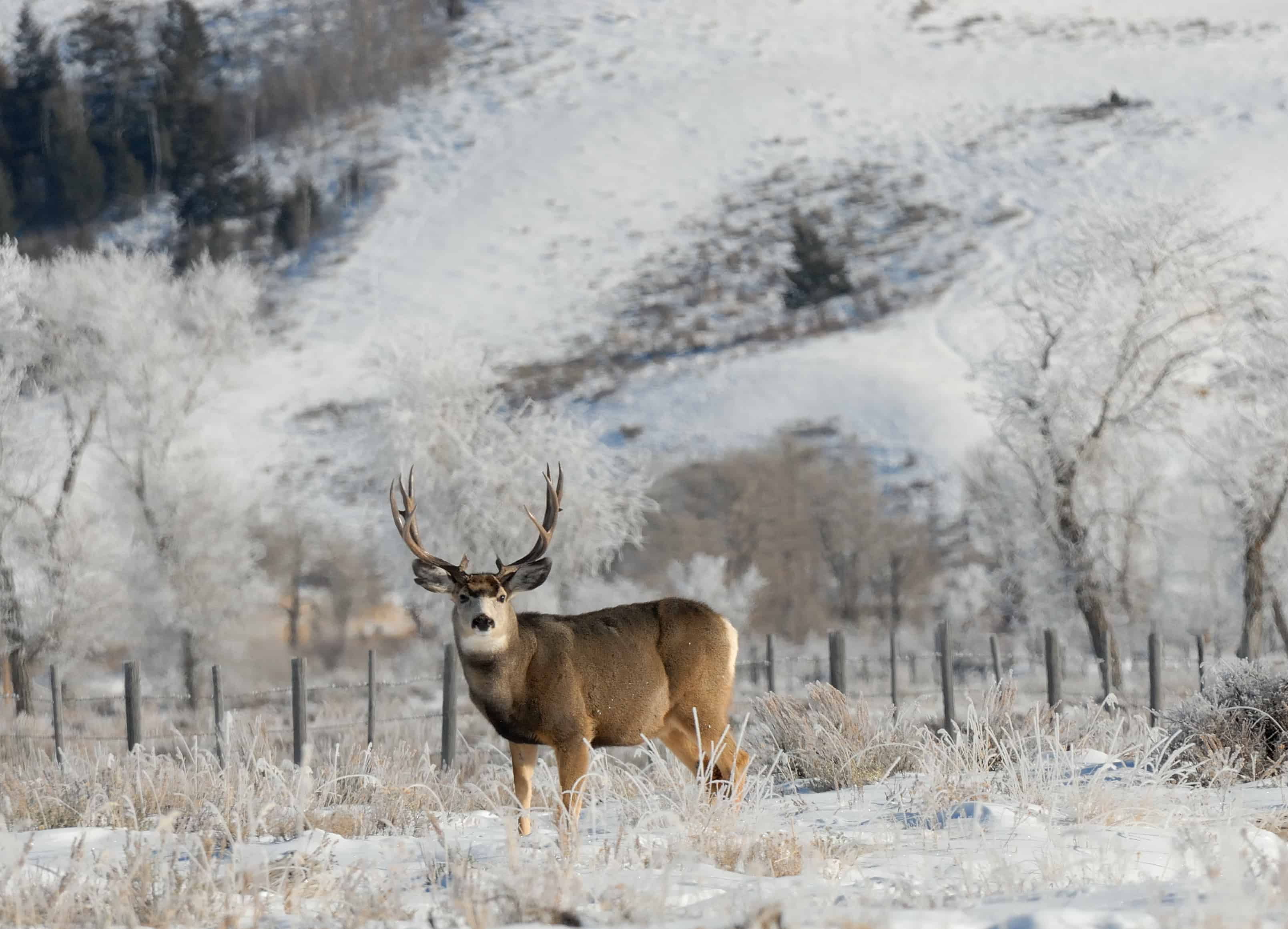 Mule Deer Population: How Many Roam the World? - A-Z Animals