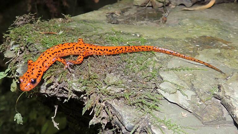 10 Key Facts About Salamanders - A-Z Animals
