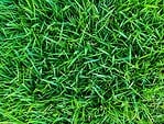 Zoysia Grass in the Winter: 5 Helpful Tips as Your Lawn Turns Dormant ...