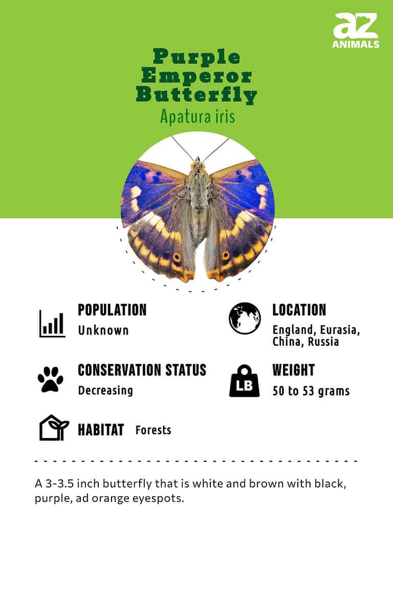 Purple Emperor Butterfly Insect Facts - Apatura iris - A-Z Animals