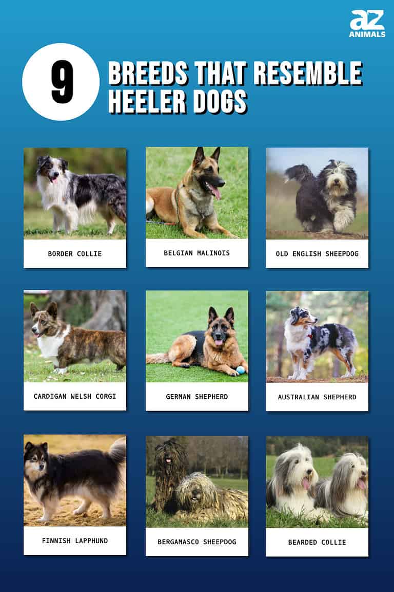 Types Of Heeler Dogs And Breeds That Resemble Them - A-Z Animals