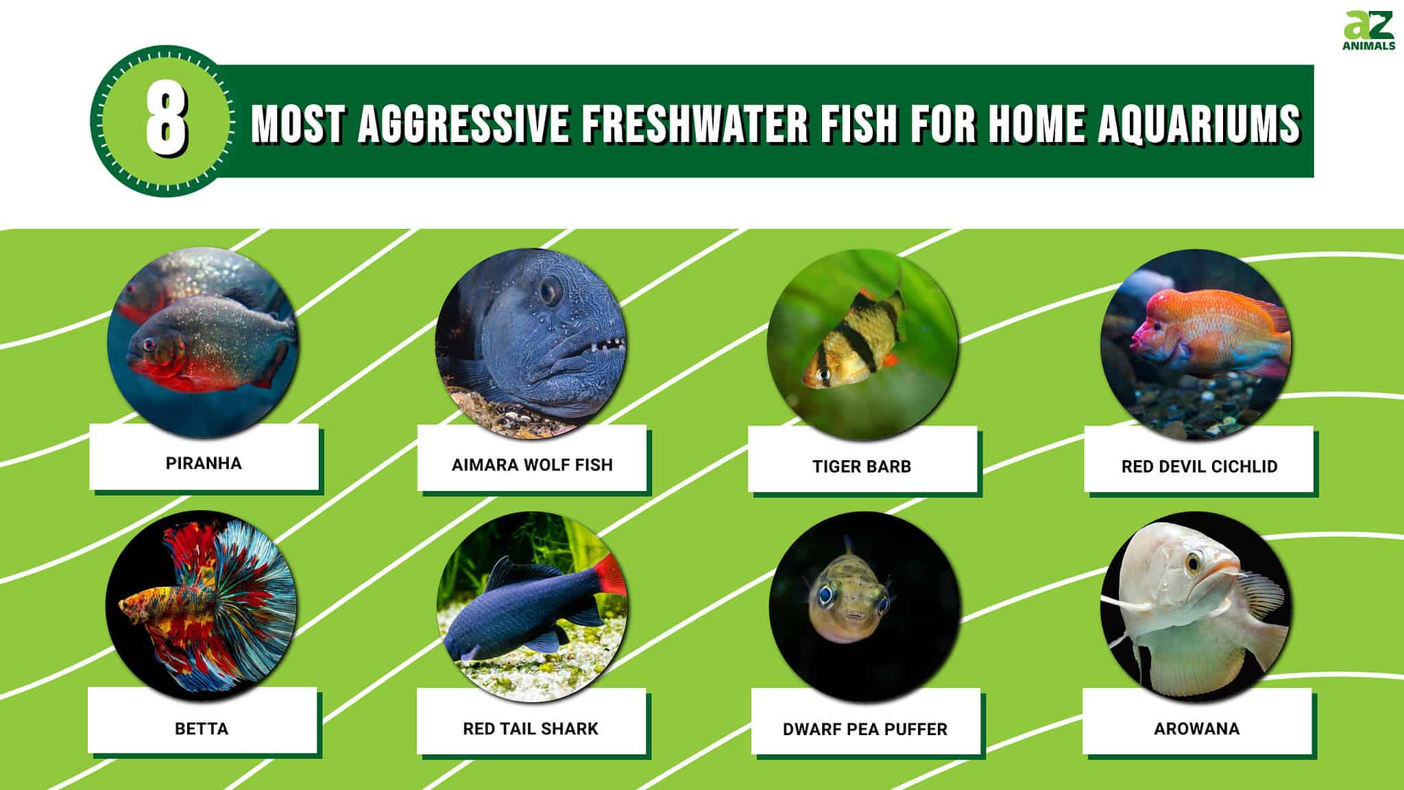 The Most Aggressive Freshwater Fish for Home Aquariums - A-Z Animals