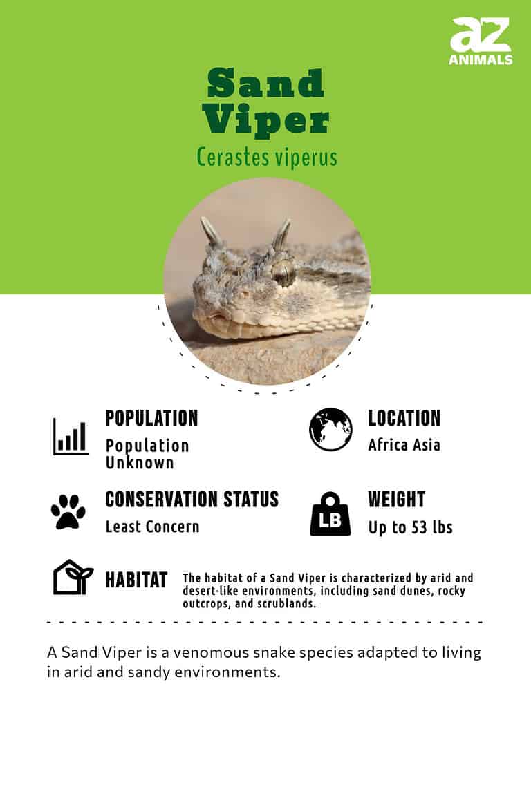 Sand Viper Animal Facts - Cerastes viperus - A-Z Animals