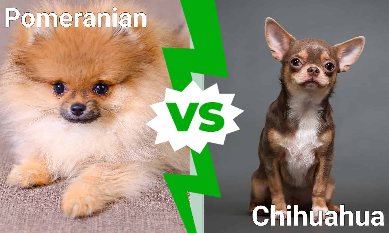 Pomeranian vs. Chihuahua: 9 Key Breed Differences