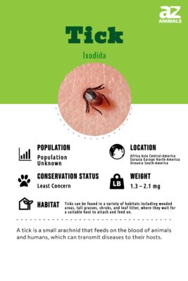 Tick Animal Facts - Ixodida - A-Z Animals