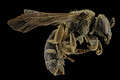 Black and White Bee: What Kind Is It and Does It Sting? - A-Z Animals