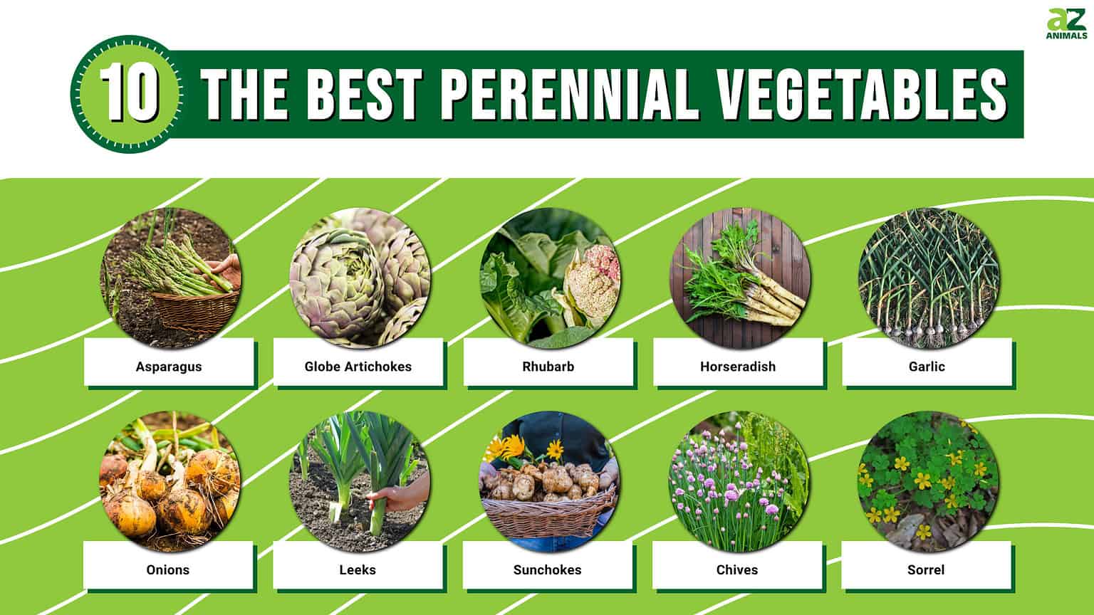The 10 Best Perennial Vegetables - A-Z Animals